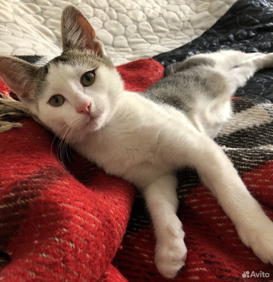 Котёнок ищет дом