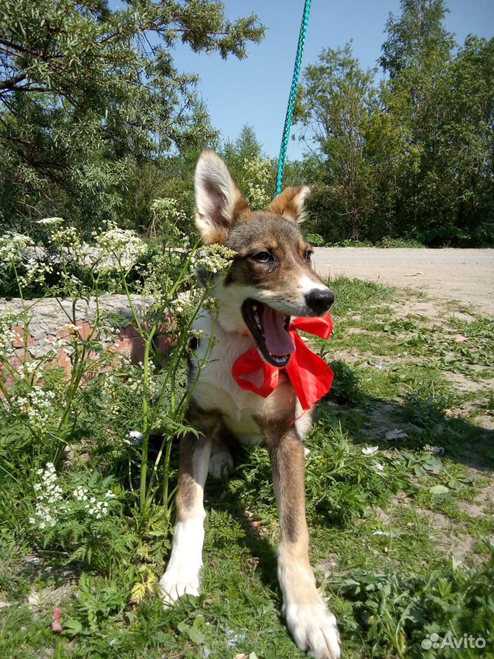 Две красотки