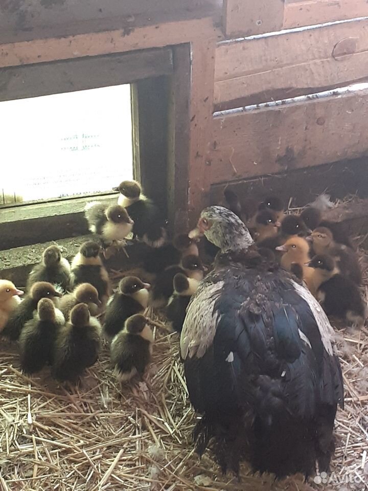 Продом мускусных утят с уткой