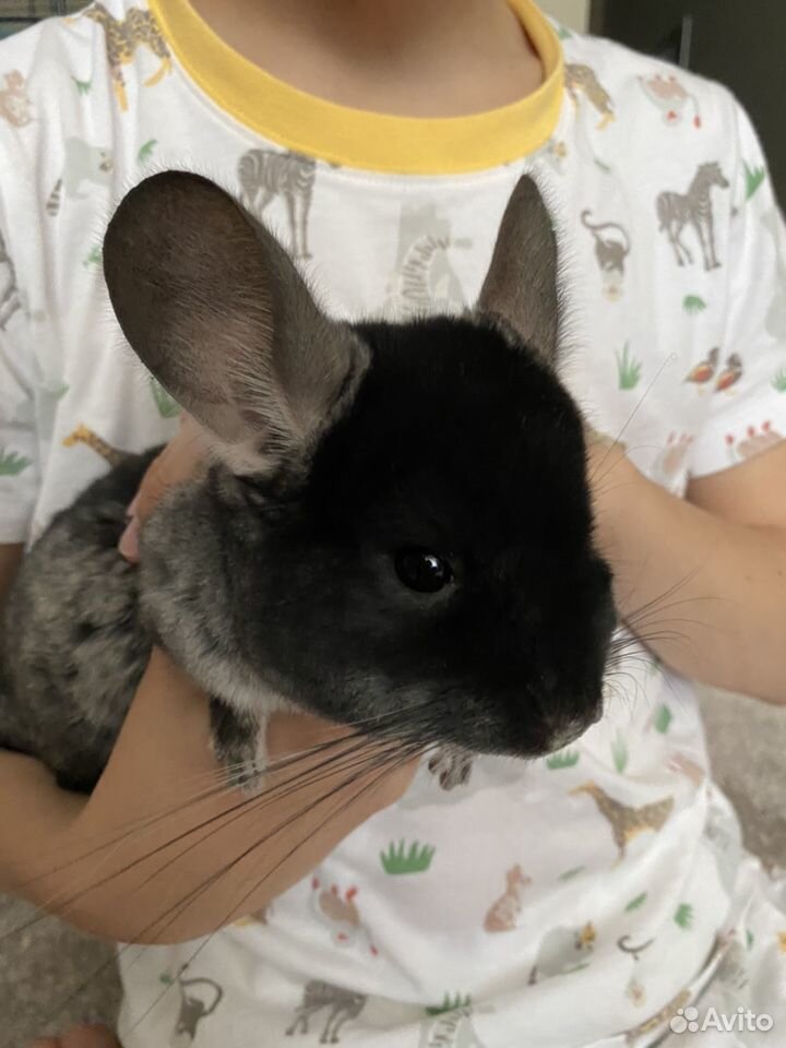 Шиншилла с клеткой и домиком