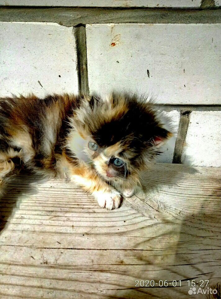 Котенок с мушкой