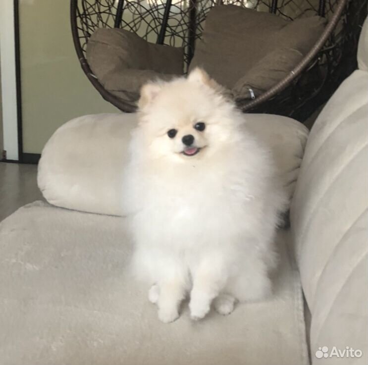 Шпиц для вязки )