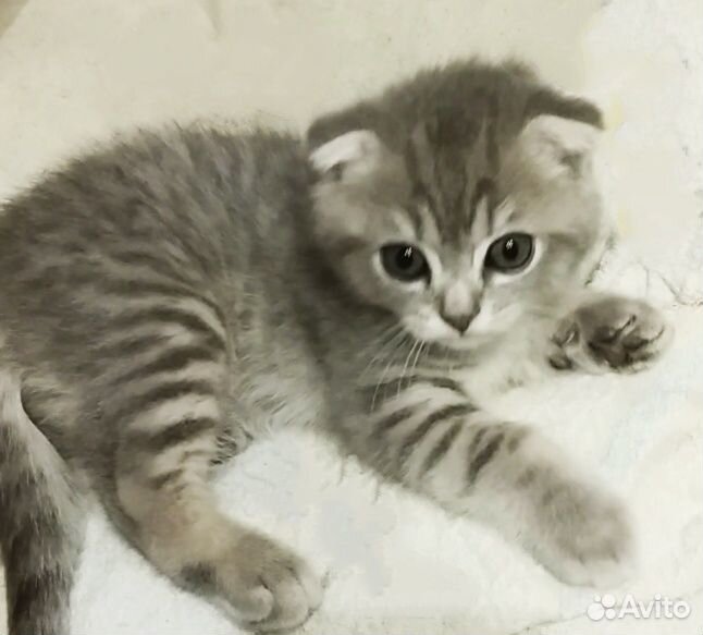 Шотландская вислоухая кошечка