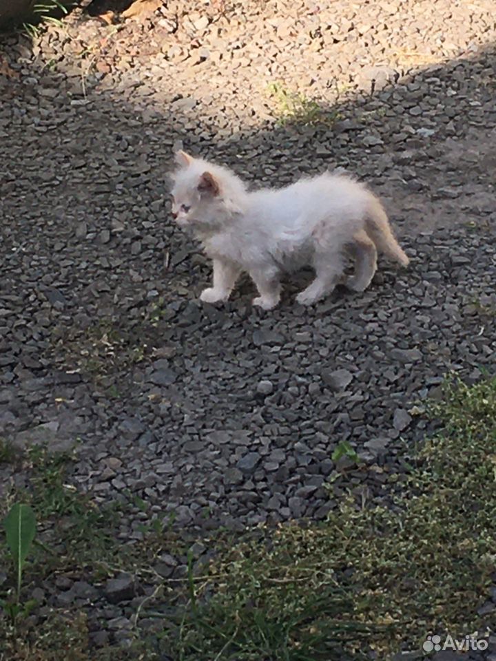 Котёнок