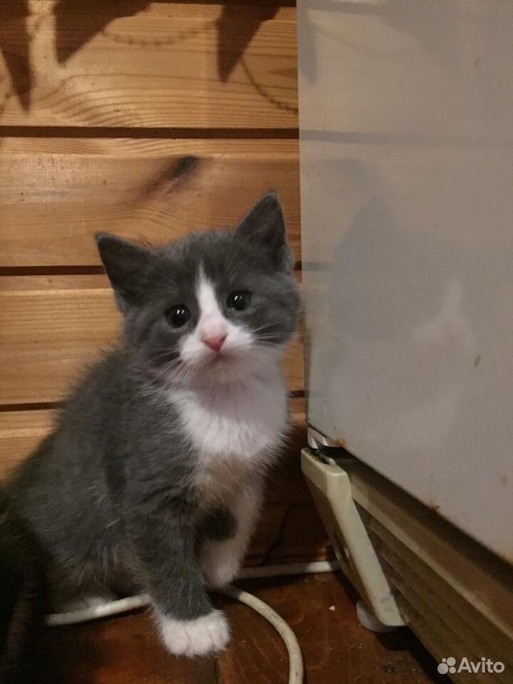 Котенок Дымок