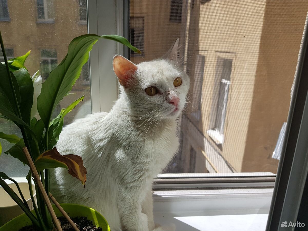 Шикарный белый кот
