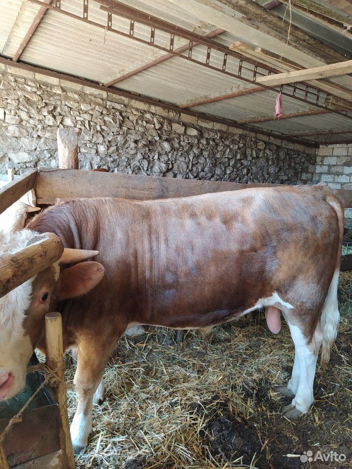 Бык на продажу