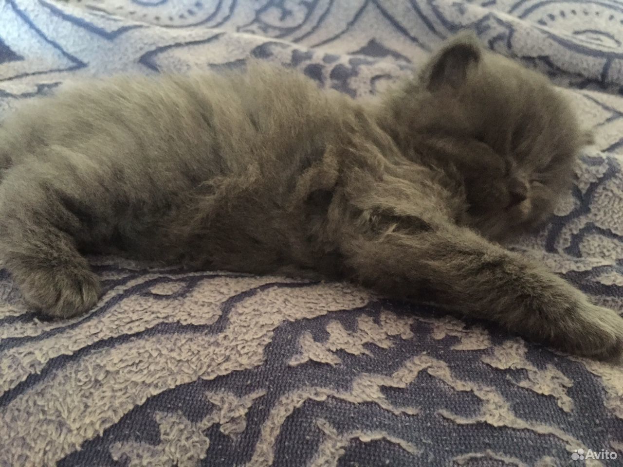 Британской котик