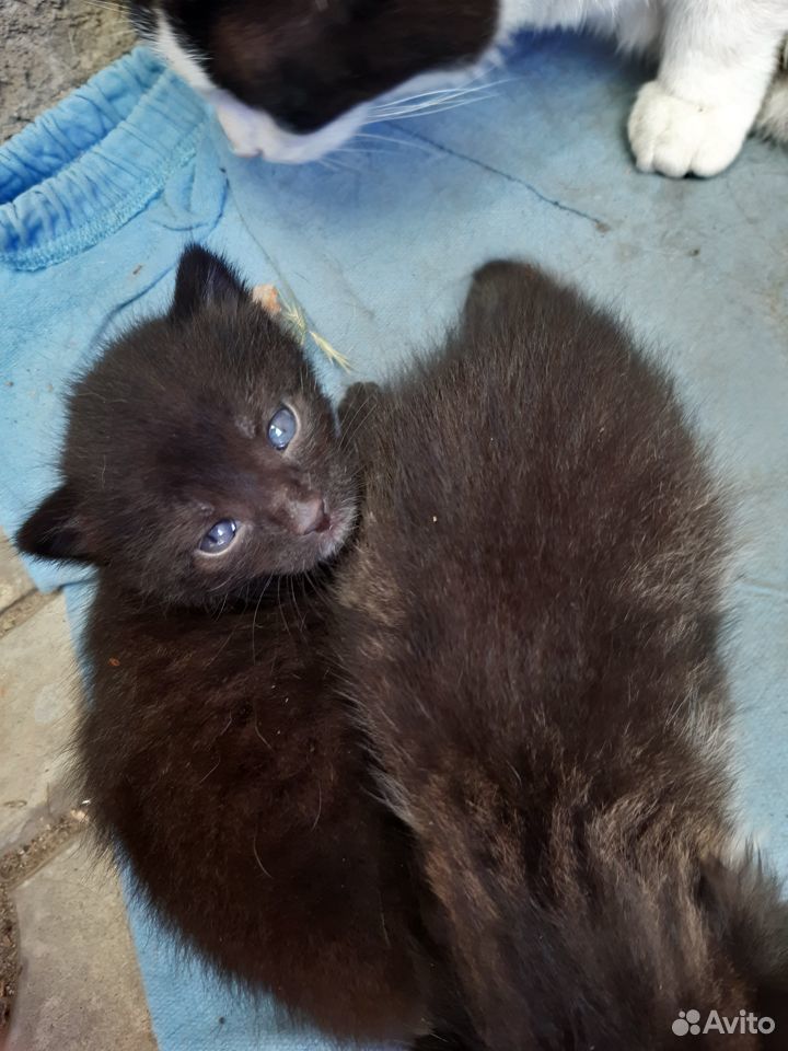 Отдам котёнка(мальчика ) в добрые руки Лиски и Врн