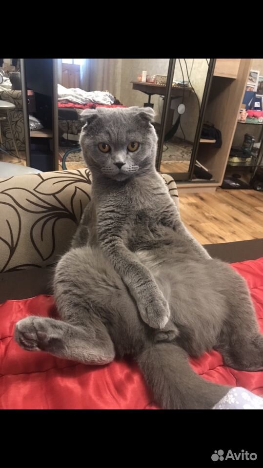 Кот британец вислоухий