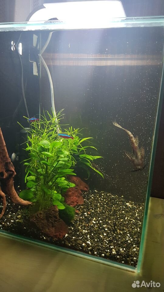 Аквариум aquael Shrimp Set Smart 30