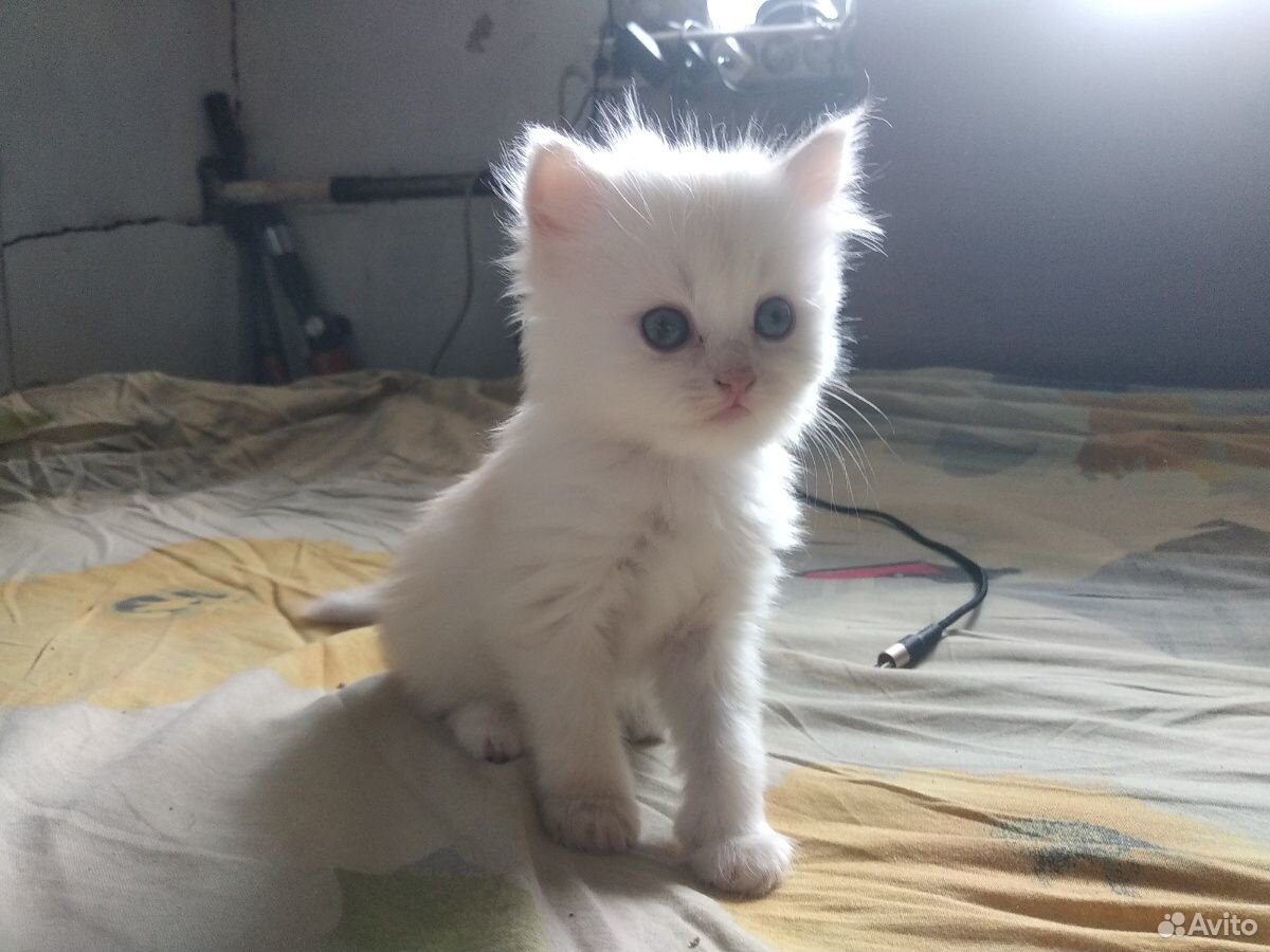 Котята сибиряки
