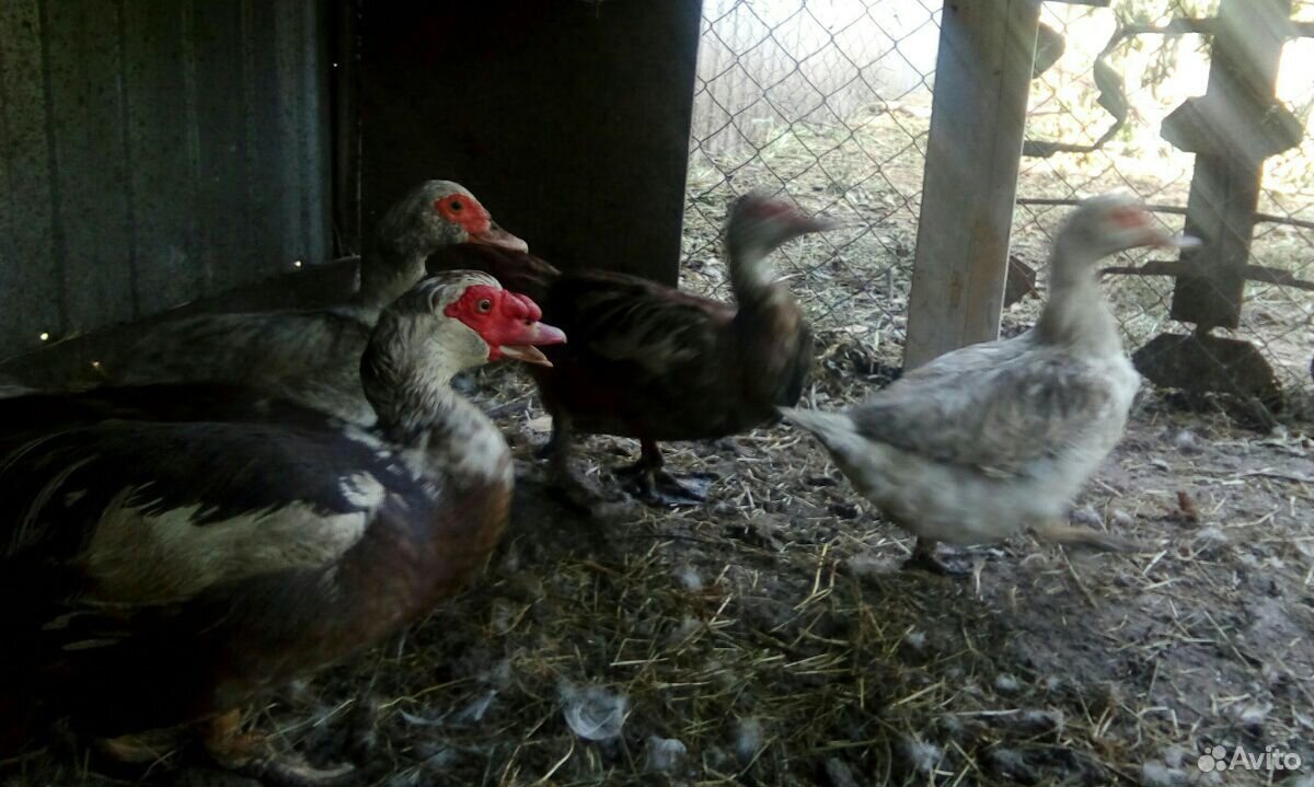 Утки шипуны