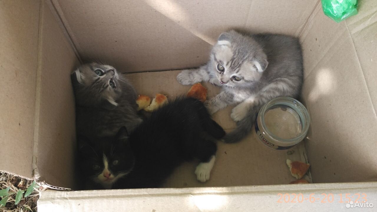 Котята