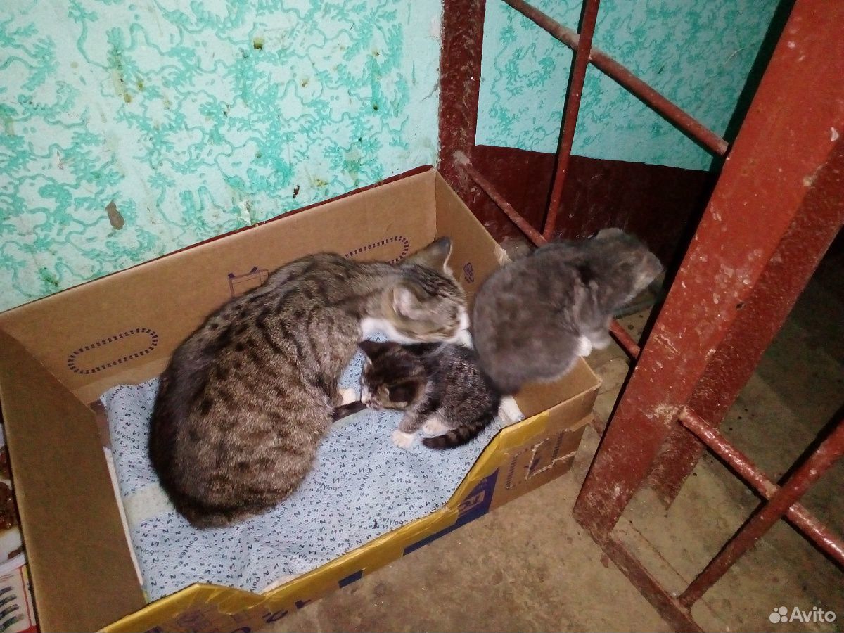 Котятки - малышатки