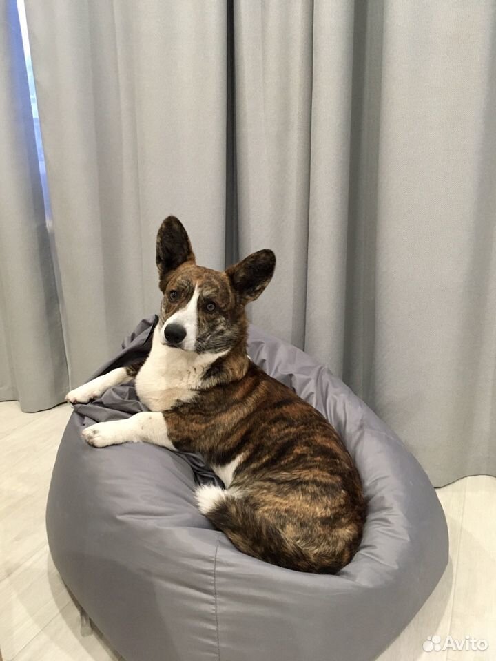 Вельш Корги Кардиган