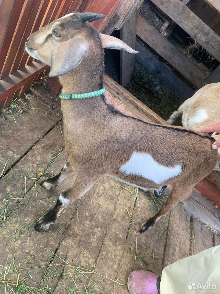 Козочка нубийская