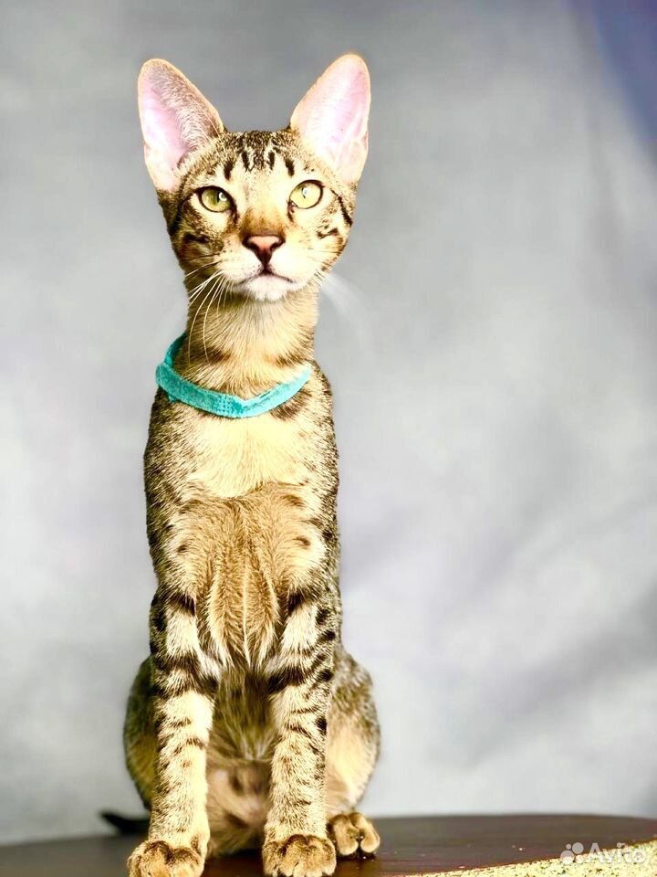 Котёнок саванна