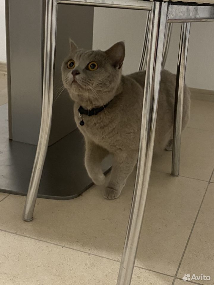 Британская кошка, найдена на пр.вернадского. Домаш