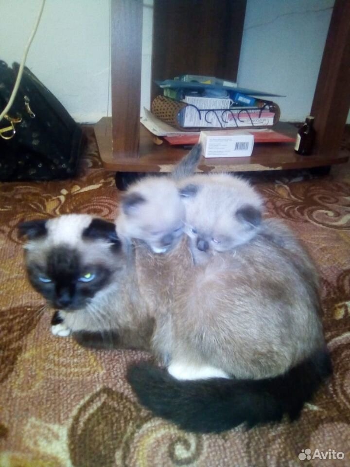 Кошка