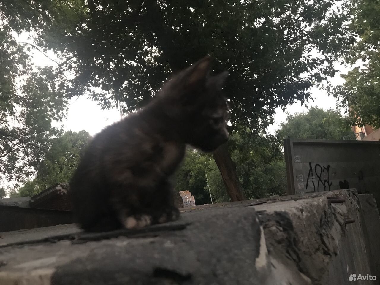 Котятам очень нужен хозяин