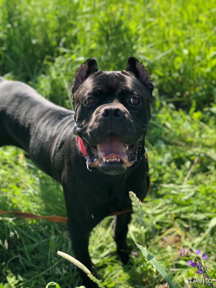 Папина корсо-дочка Санса Корсятина в дар