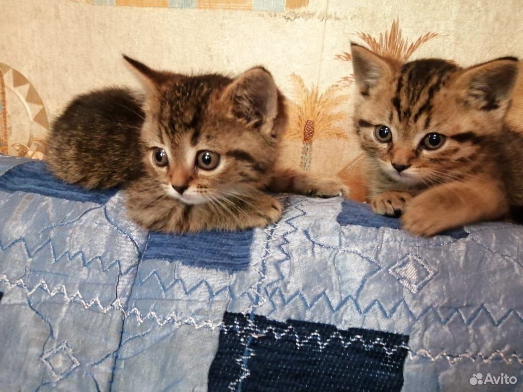 Британчики