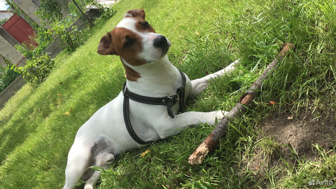 Джек Рассел терьер