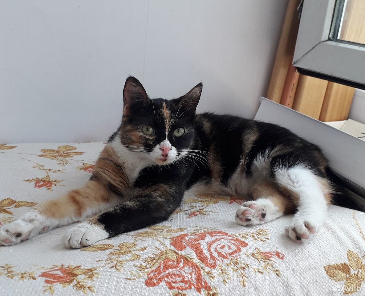 Варвара,молодая киса,ищет семью