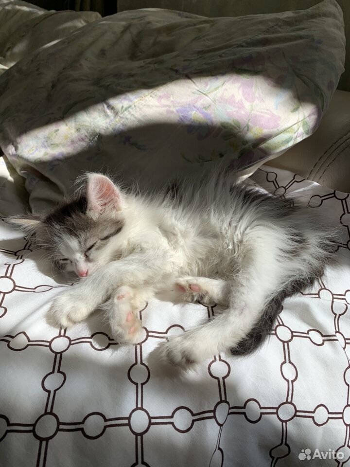 Кошечка сибирячка ищет сонливых и озорных хозяев)