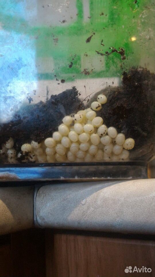 Улитки ахатины