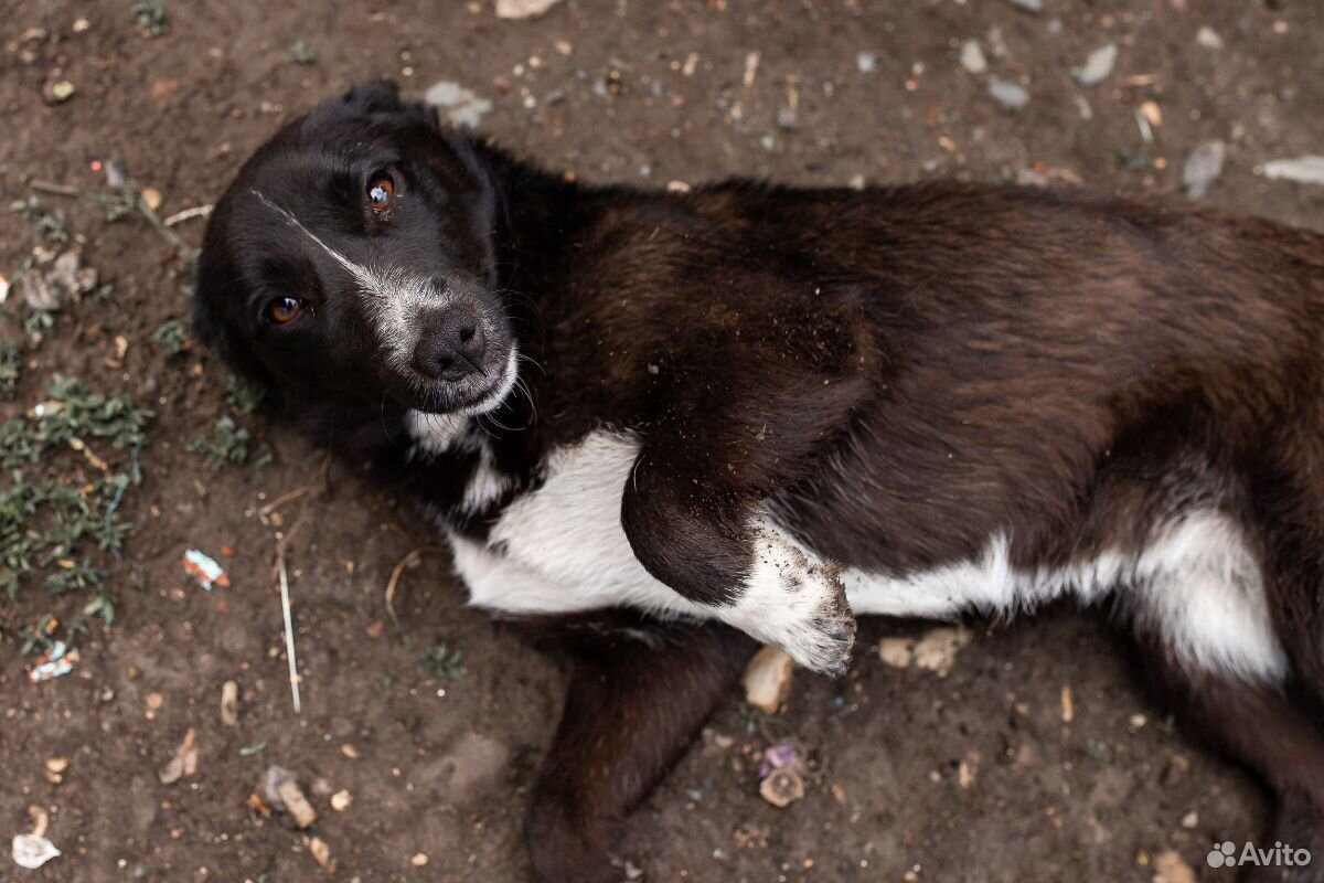 Герда маленькая собачка ищет дом