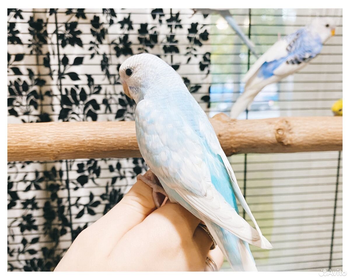 Волнистые попугаи, птенчики