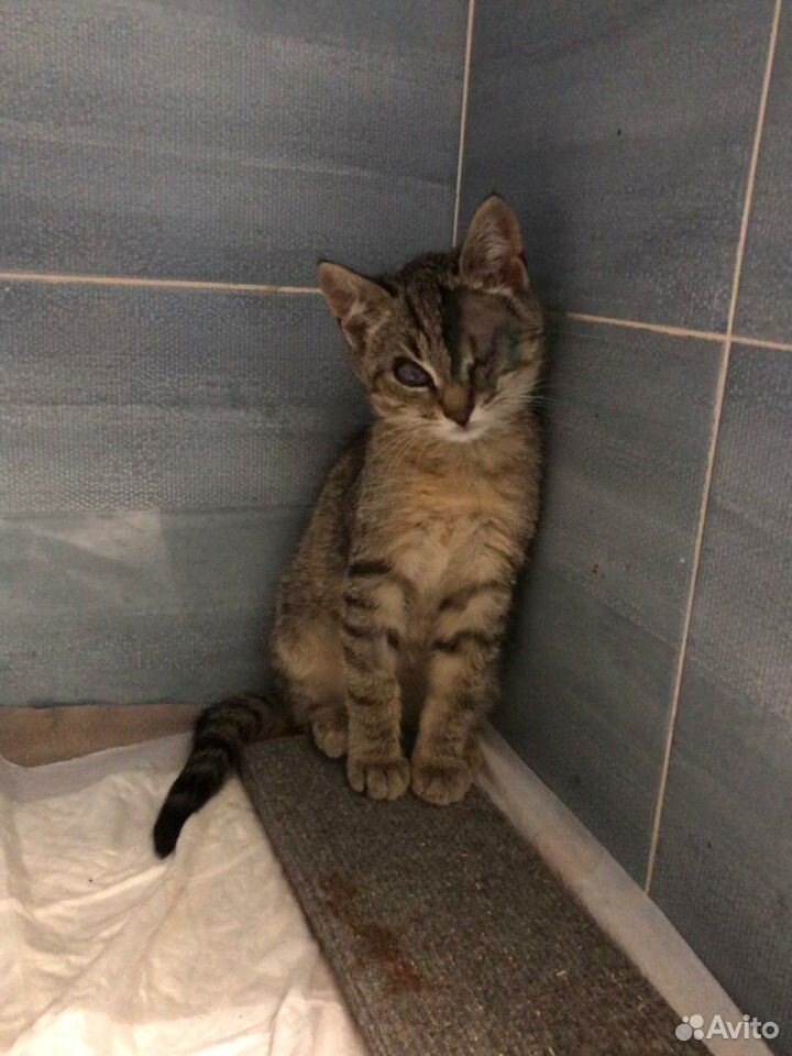 Котёнок в беде