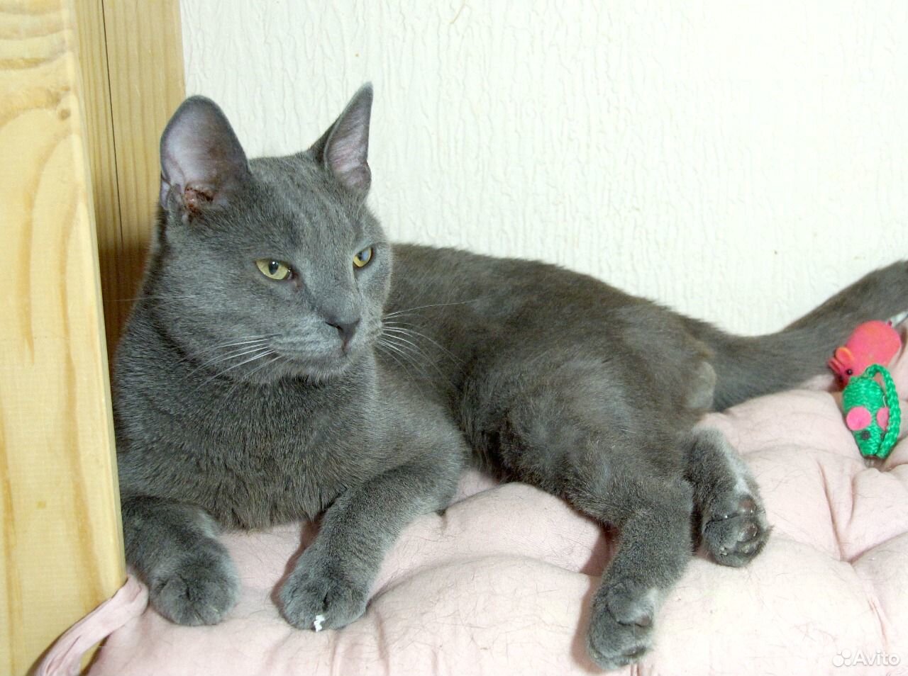 Рич ищет дом