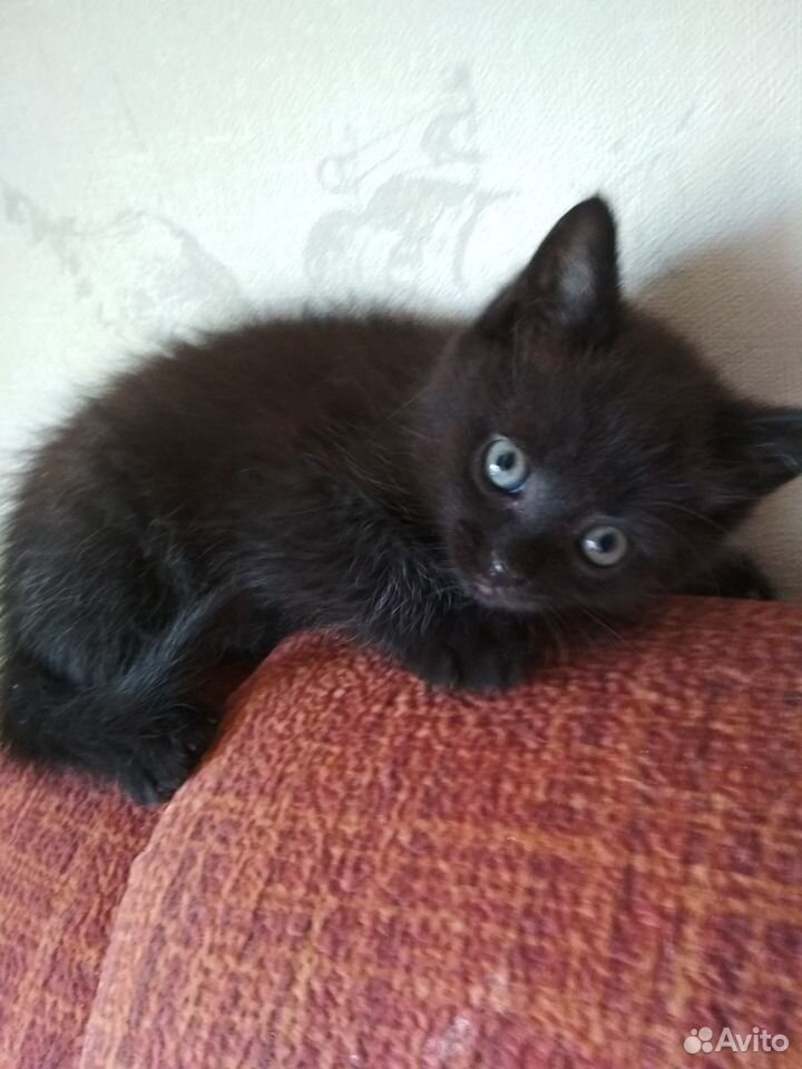 Котенок Коржик в добрые руки