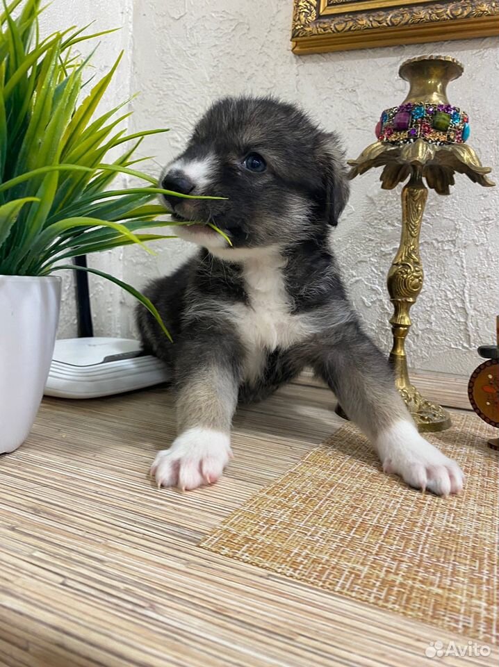 Щенок Север Мальчик в добрые руки