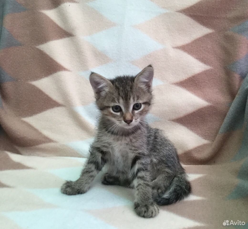 Котёнок Вашей мечты, 2 месяца