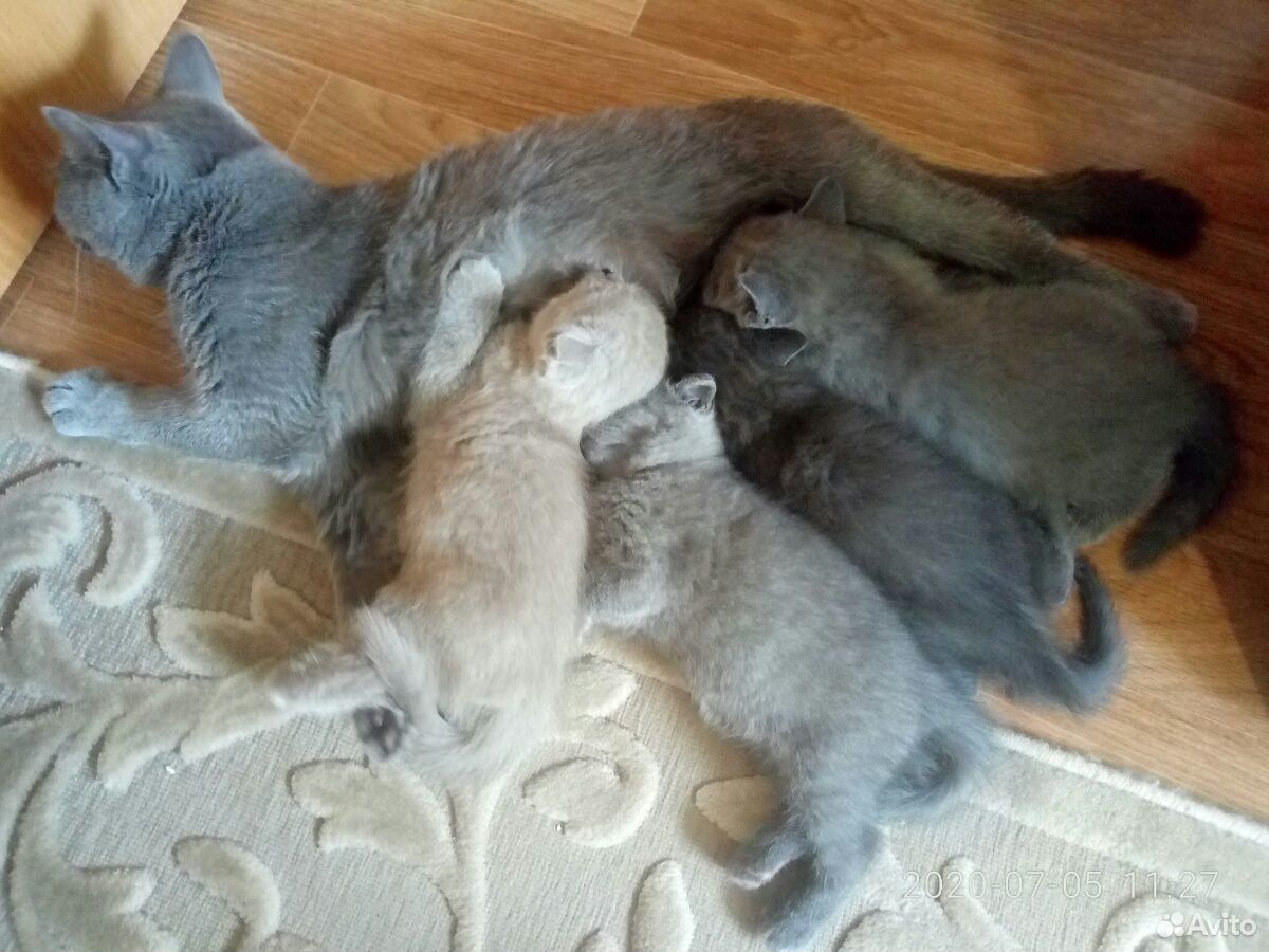 Шотландские котята