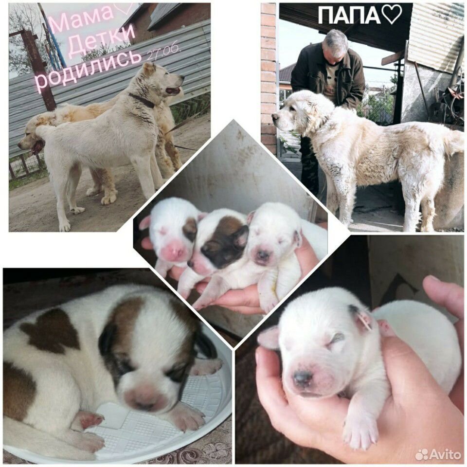 Среднеазиатская овчарка. Алабай