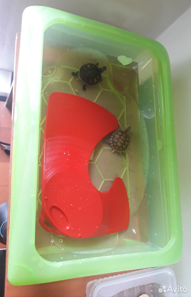 Черепах с бассейном и кормом