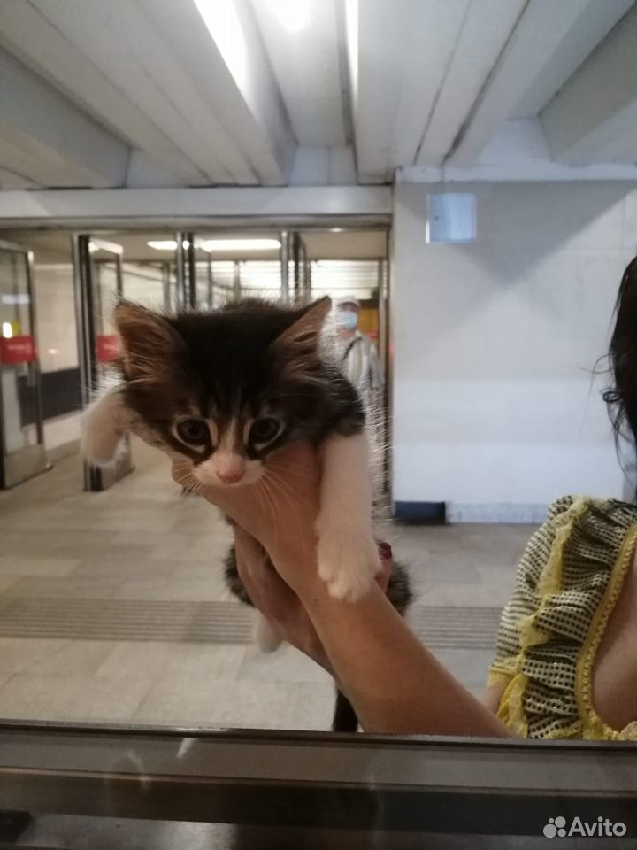 Котёнок девочка