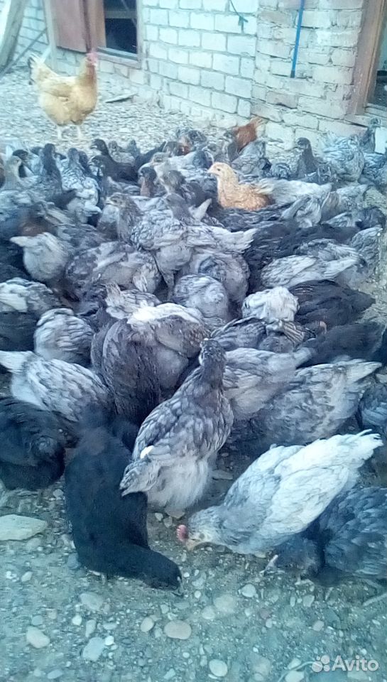 Подрощенная Несушка Доминант