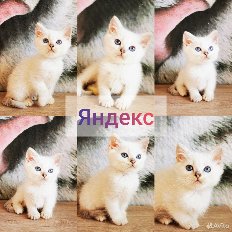 Голубоглазые котята пять котиков