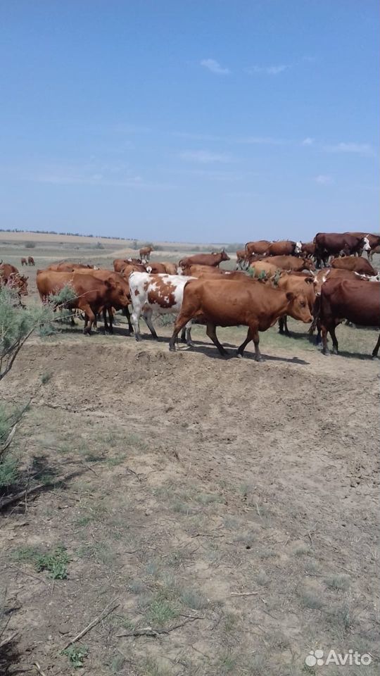 Стельные коровы