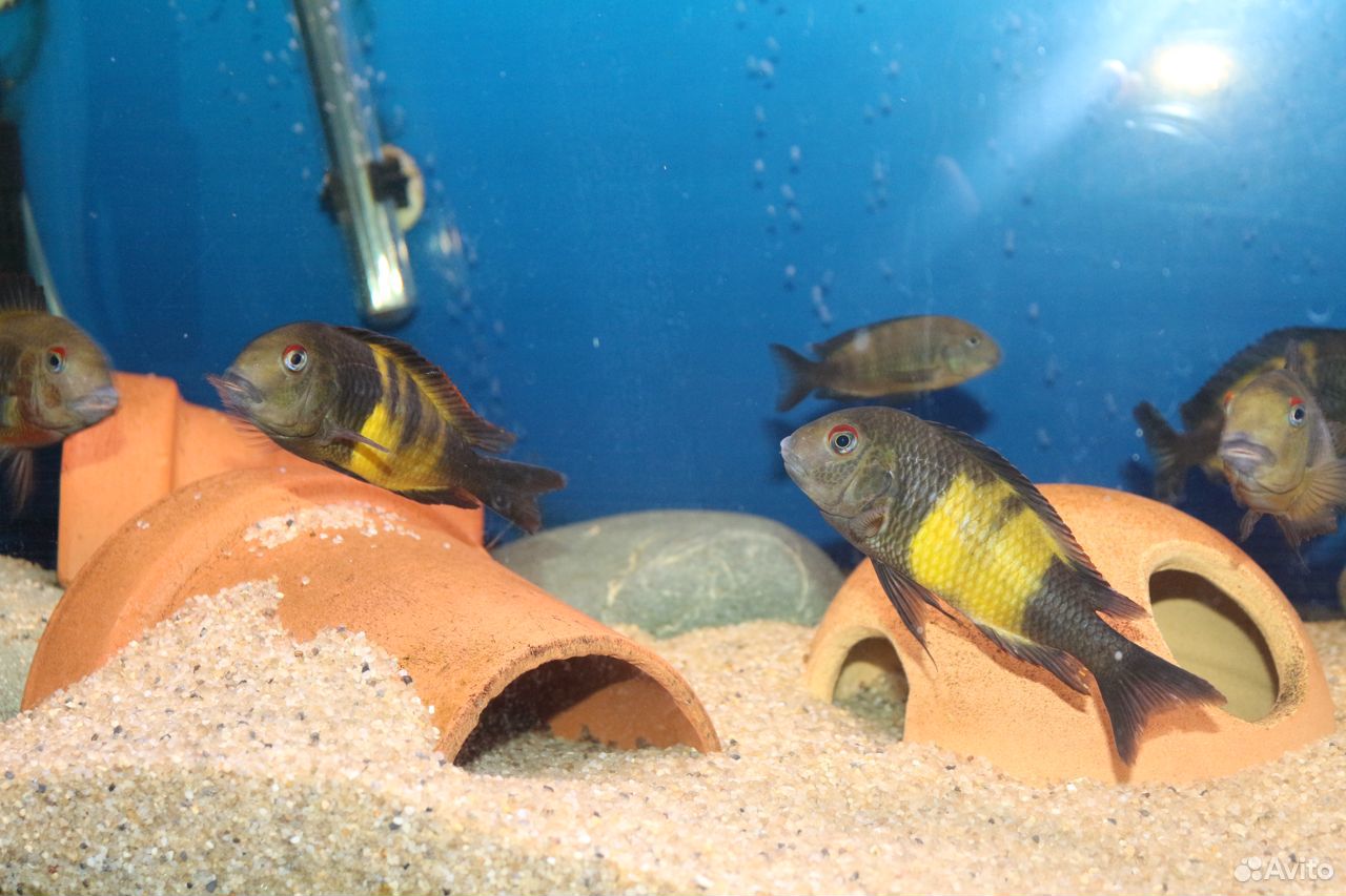 Трофеус Мура Икола Кайзер