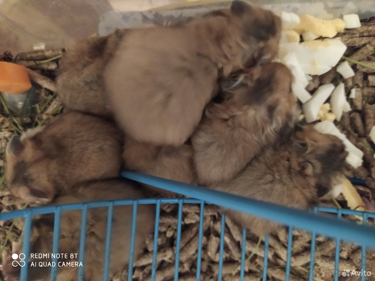 Сирийский хомяк