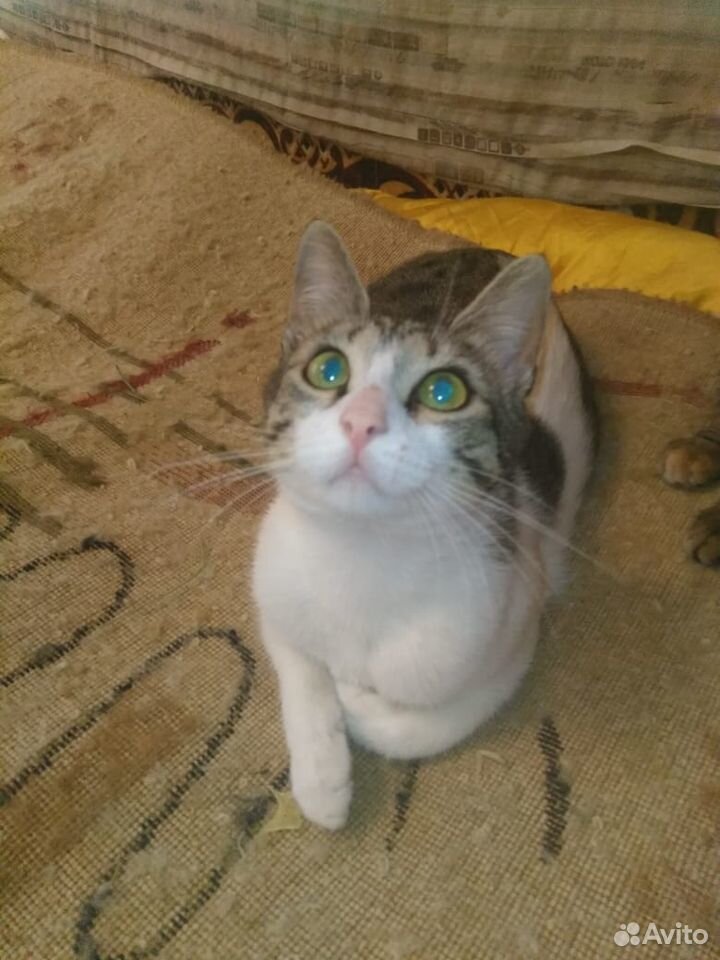 Кошка в добрые руки