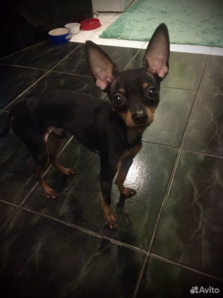 Той-терьер ищет невесту