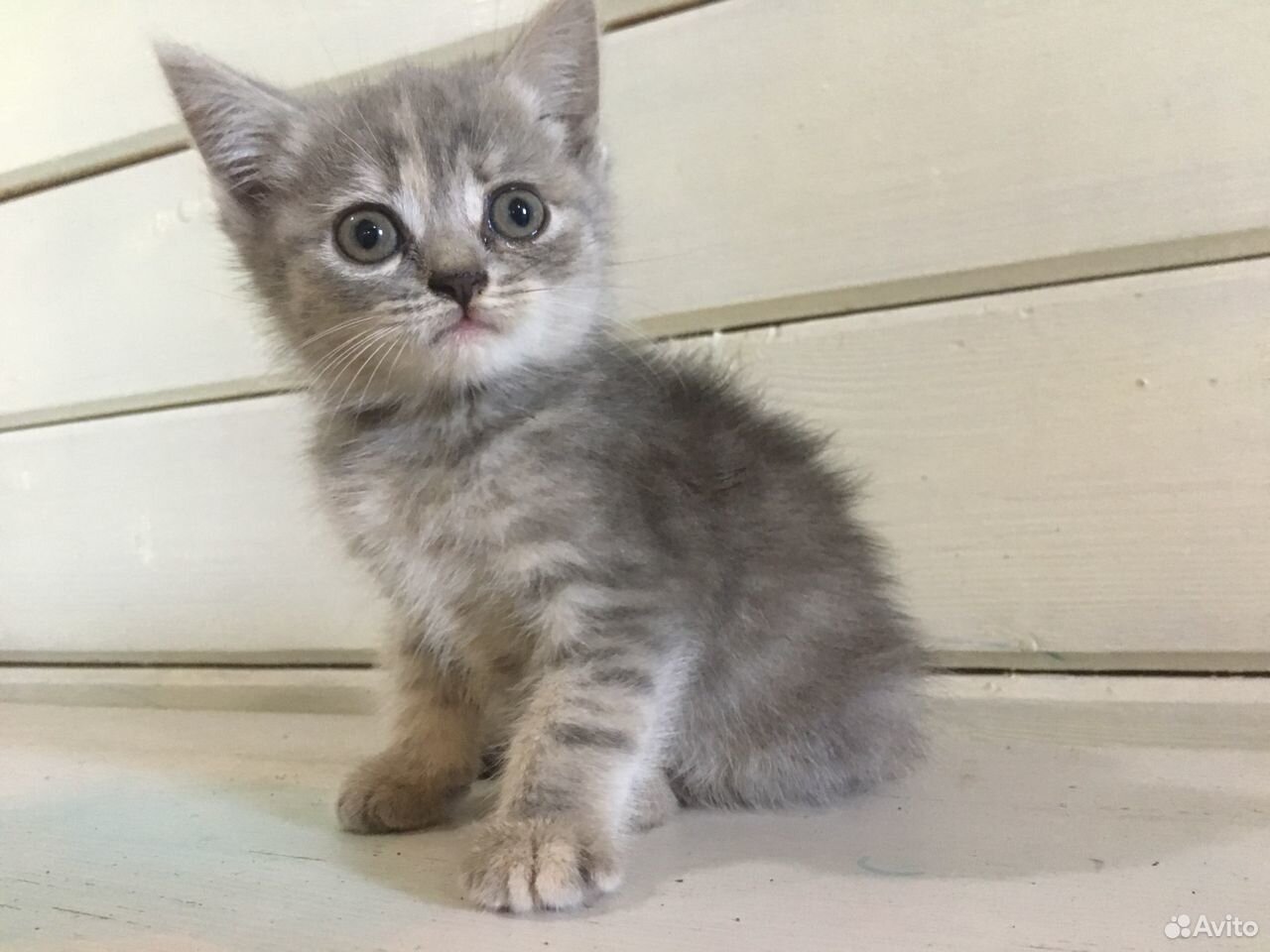 Котёнок в добрые